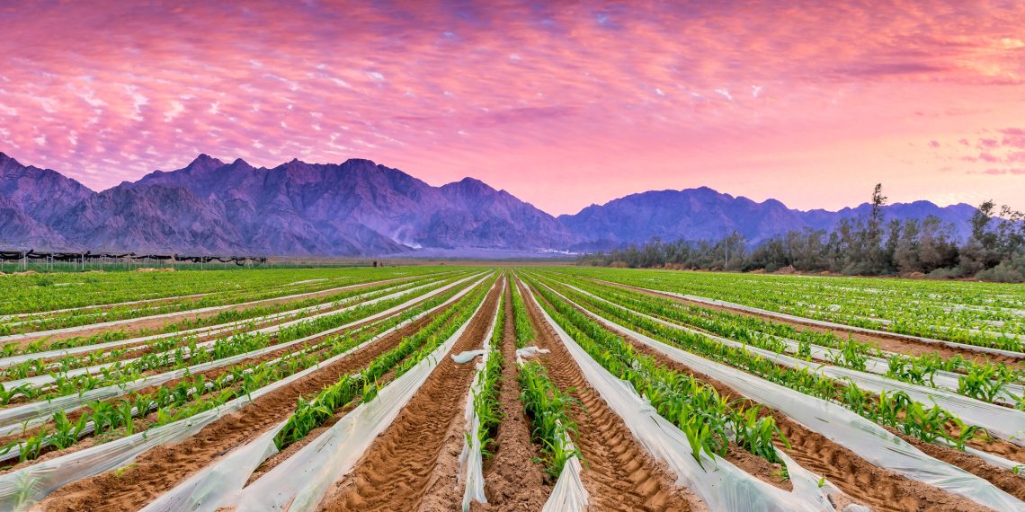 Saudi Arabia's Sustainable Future Aligned with Vision 2030 | Daleel News